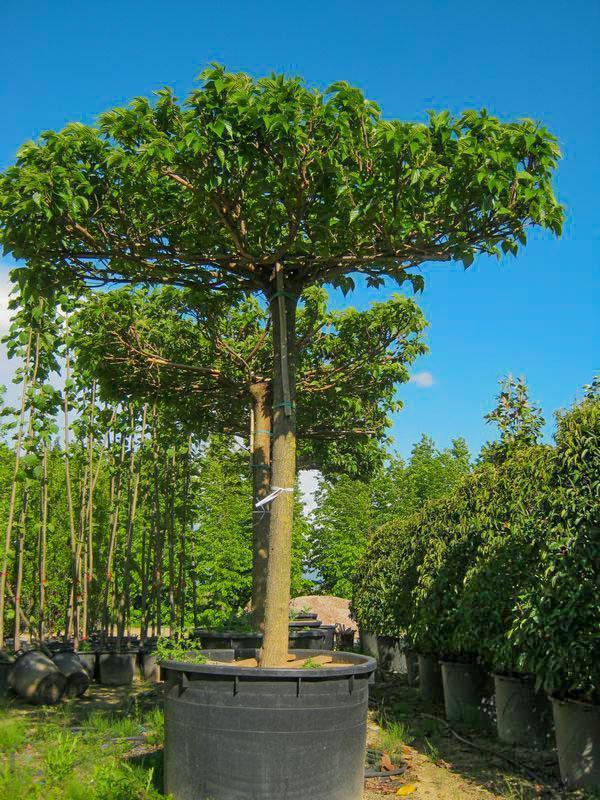 Morus Kagayamae - Le Monde des Jardins