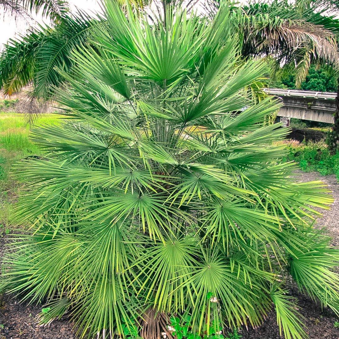 Chamaerops humilis - Le Monde des Jardins