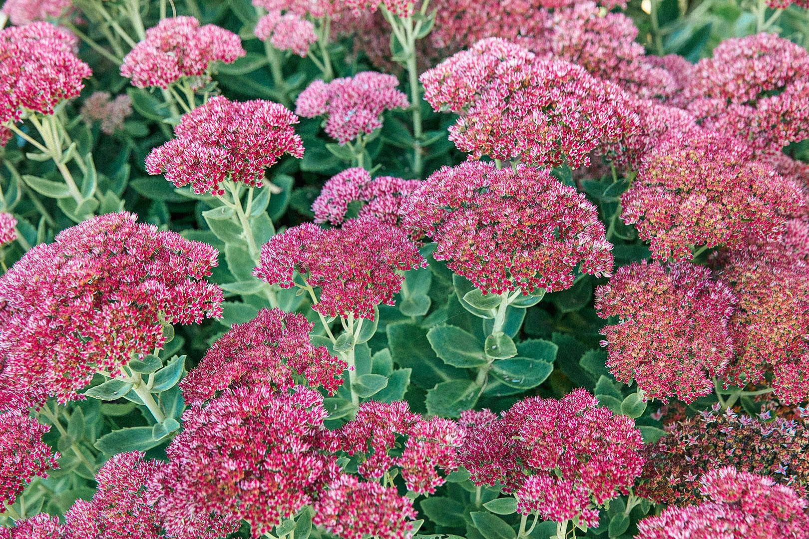 Sedum - Le Monde des Jardins