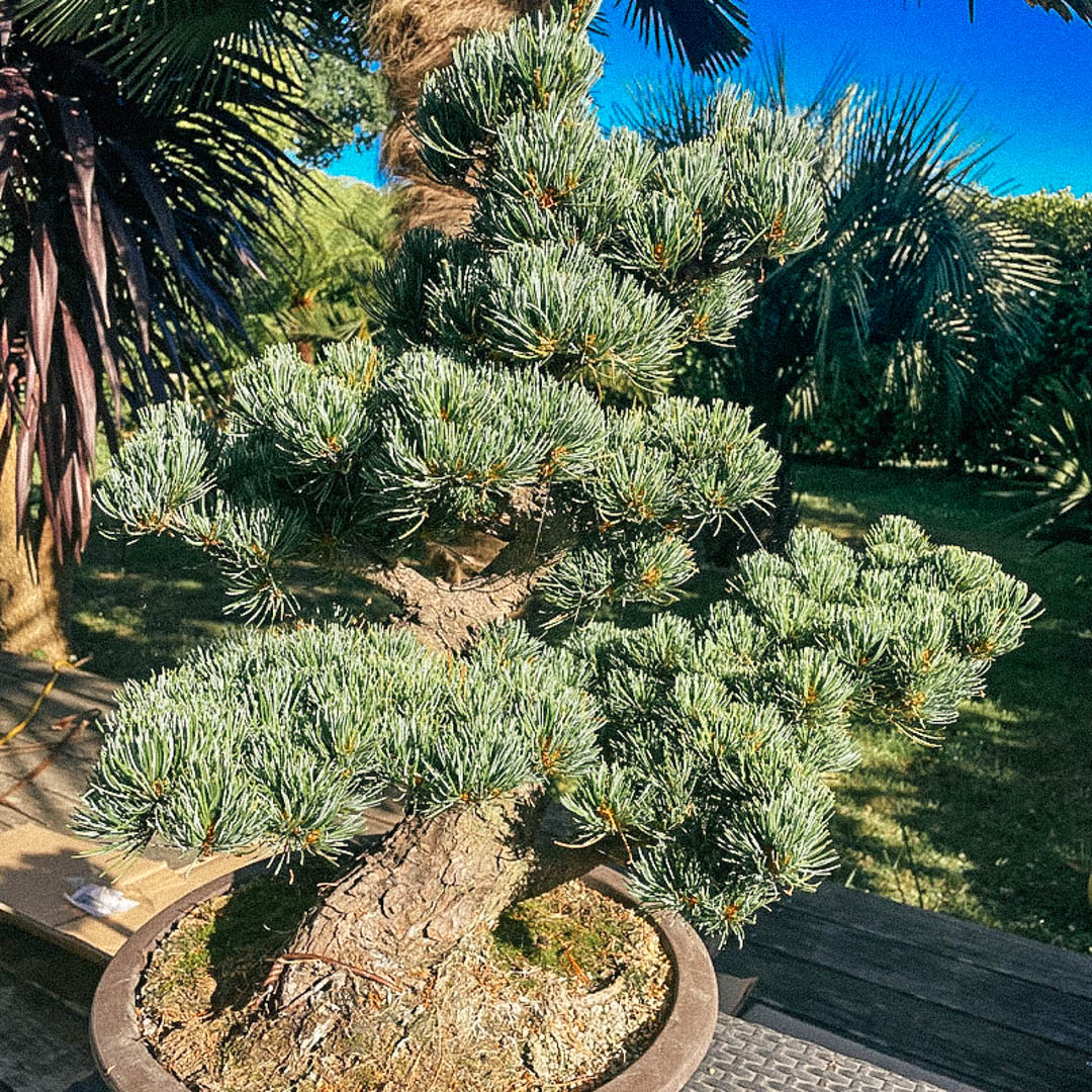 Pinus pentaphylla bonsaï - Le Monde des Jardins